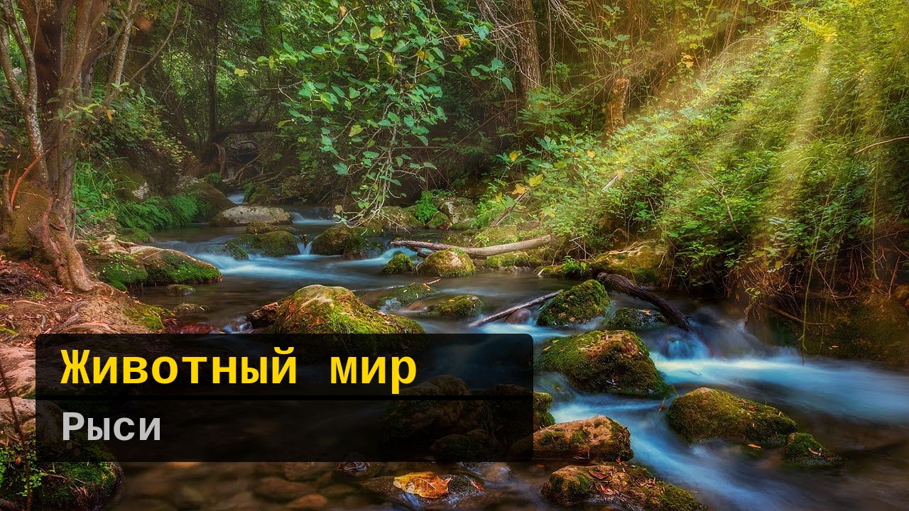 Животный мир. Рыси