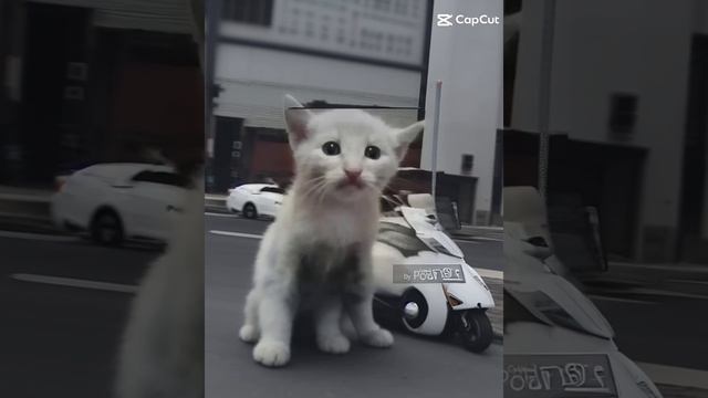 Больше фото в Недели котёнок AIExpand