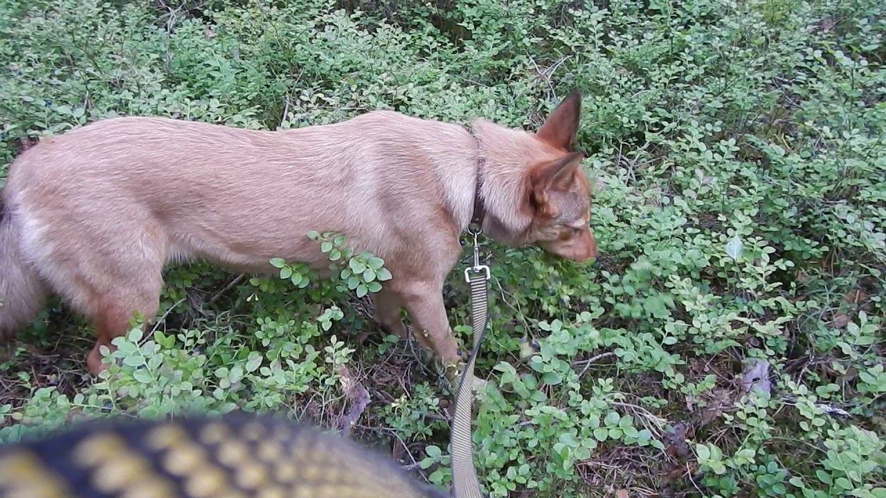 Собака собирает и ест чернику