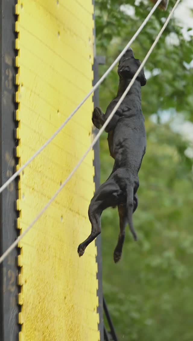 Pitbull Shakira. Wall jamp. Bull Games 17.09.2023. Saint Petersburg