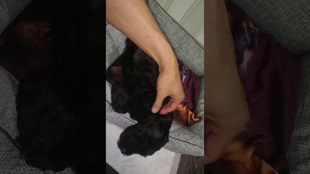 Реми освоился в новом доме.