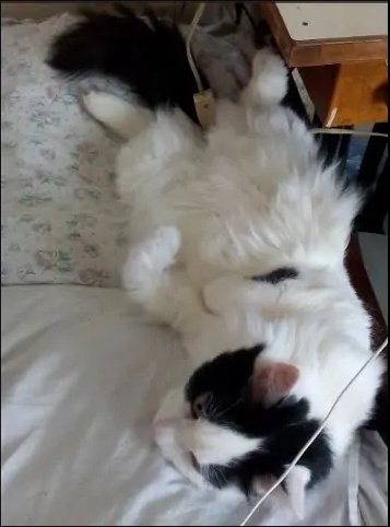 В память о верном коте.mp4