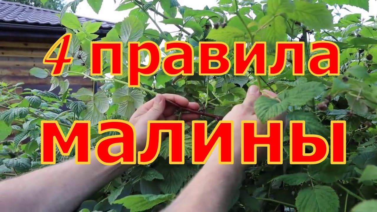 что нужно сделать с малиной после сбора урожая в августе