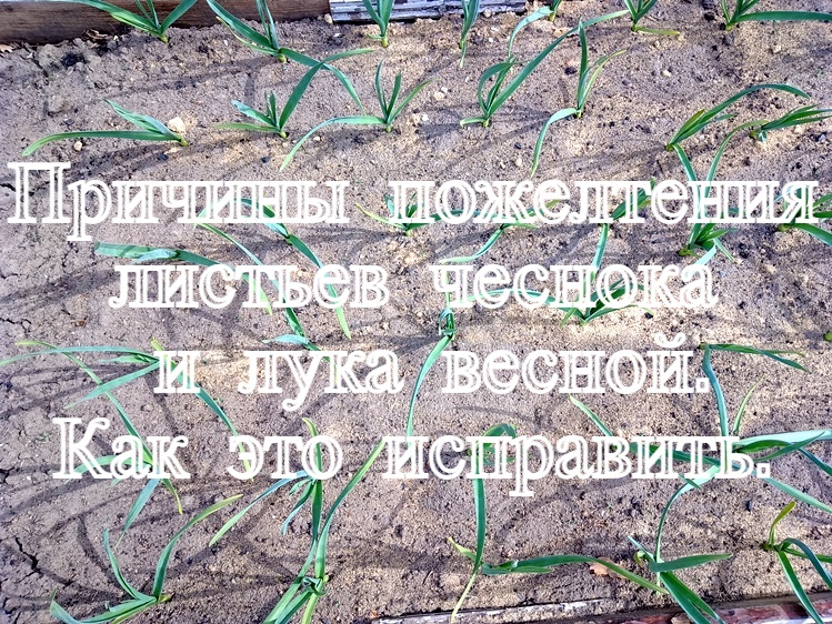 Причины пожелтения листьев чеснока и лука весной. Как это исправить.
