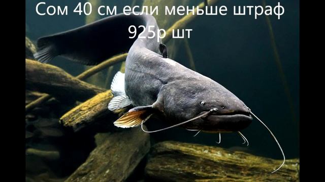 размеры рыб для вылова