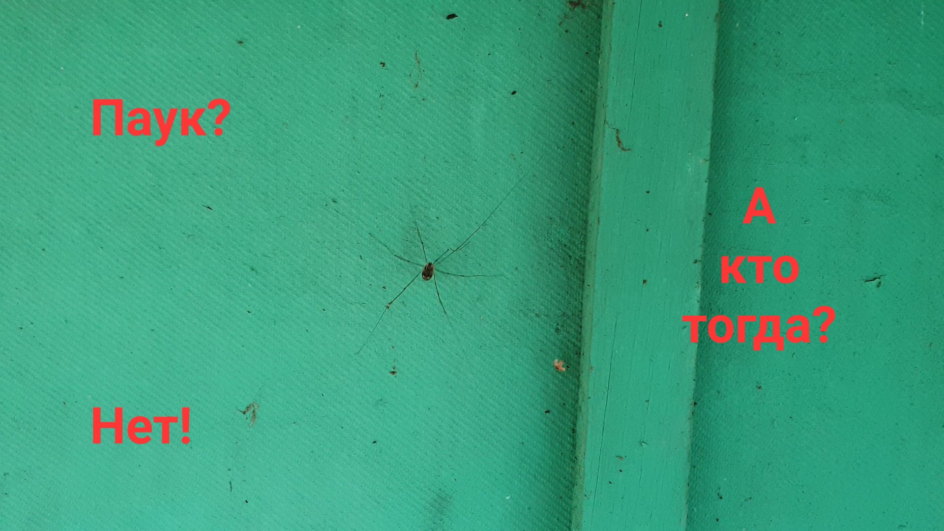 ОНИ ВЕЗДЕ!!!?Косиножки?С наступлением осени появляются!??