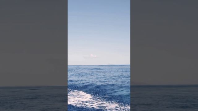 Прыжок дельфина))))