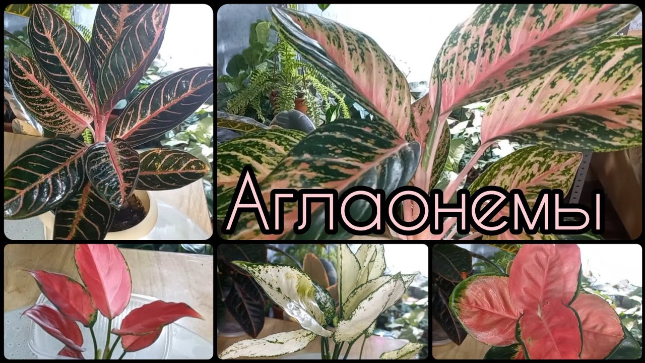 НЕ мельчают листья после ПЕРЕСАДКИ!?Обзор АГЛАОНЕМ. Суматра. Рэд стар. Пинк Валентин. Крит. Легаси