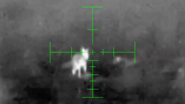 Лиса на приваде