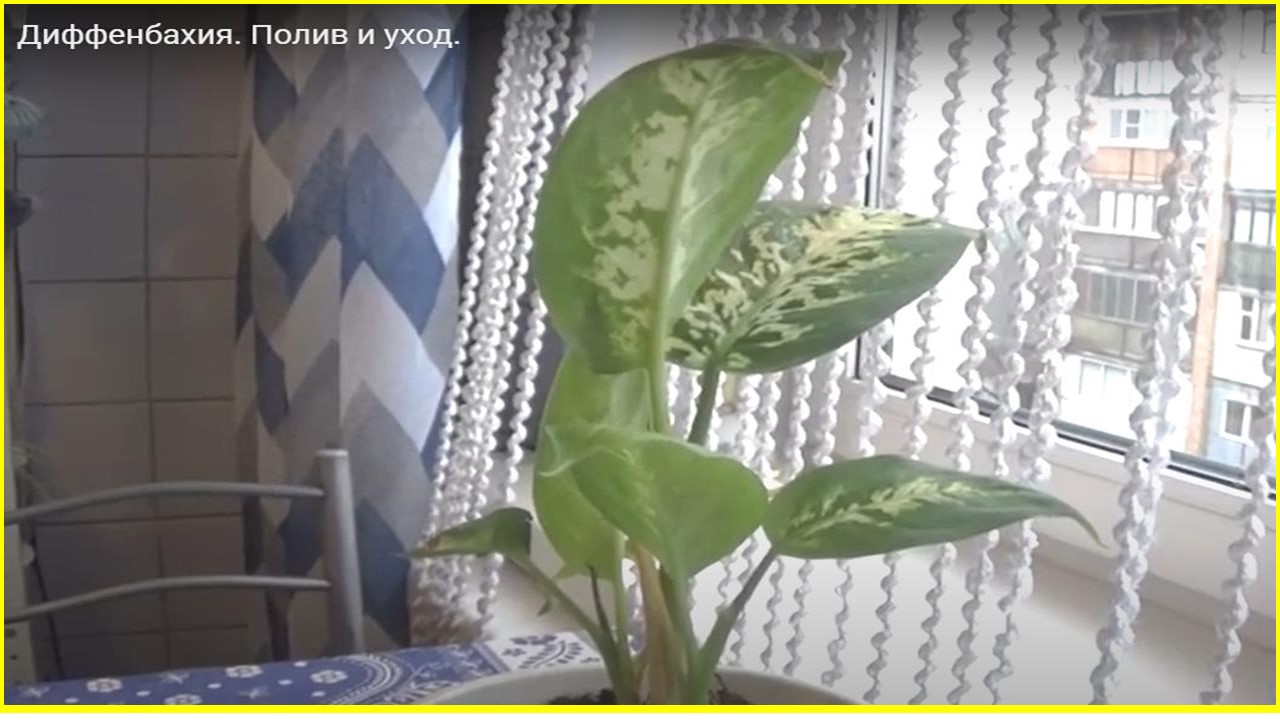 Диффенбахия. Полив и уход.