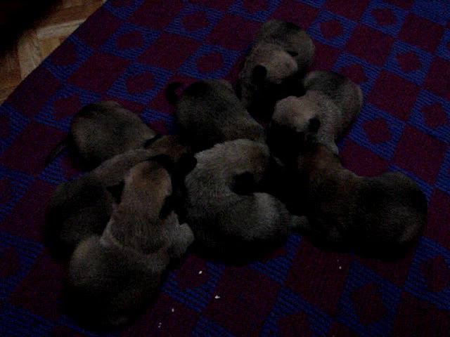 Малинуа, щенки от Акима з Политану и Алекс-Тат Аве-Бель