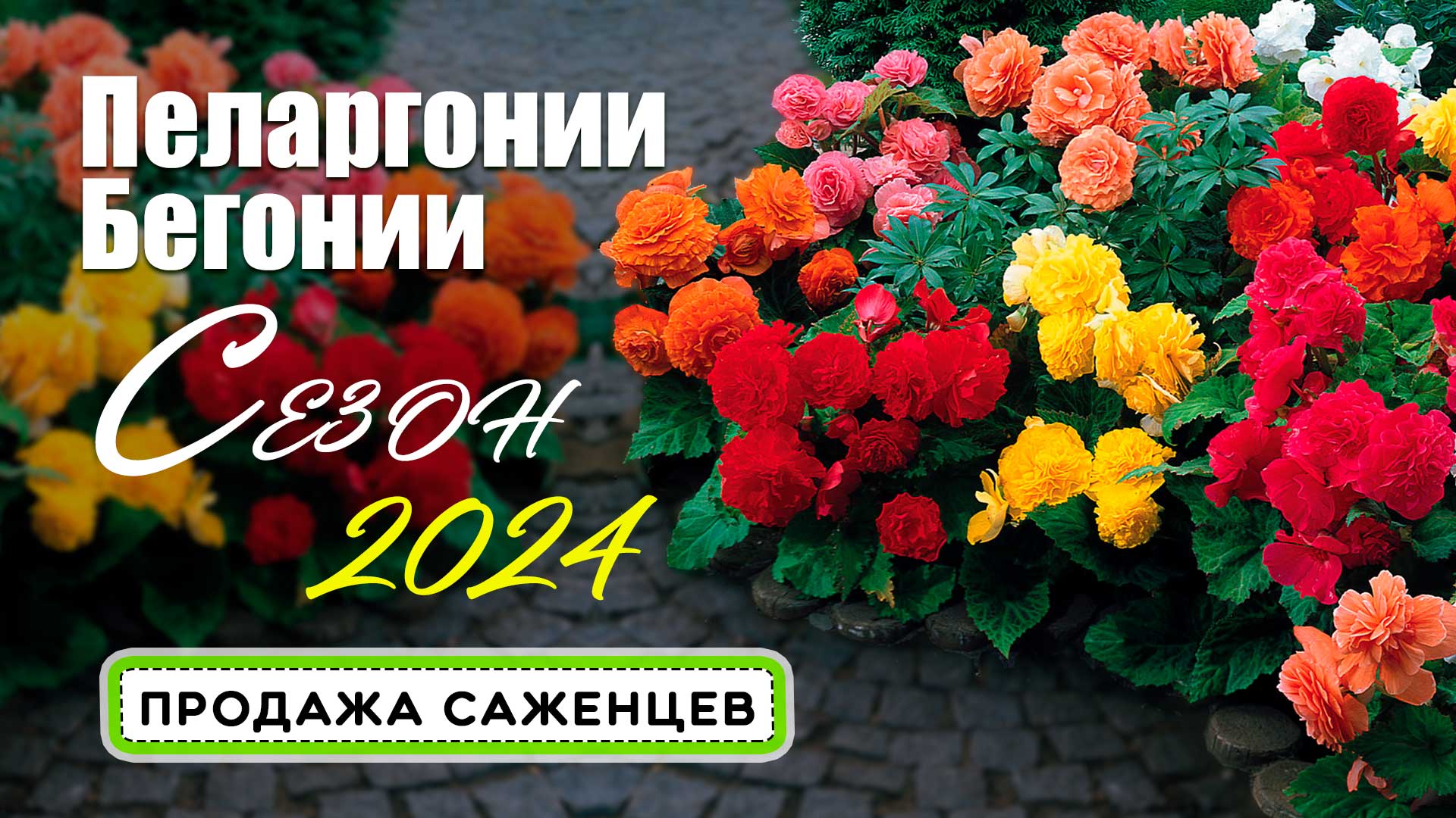 Бегонии и пеларгонии. Обзор саженцев