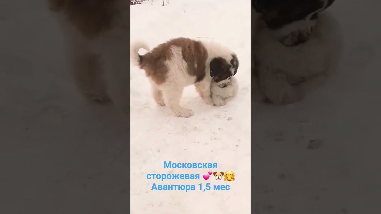 Московская сторожевая, Авантюра 1,5 мес