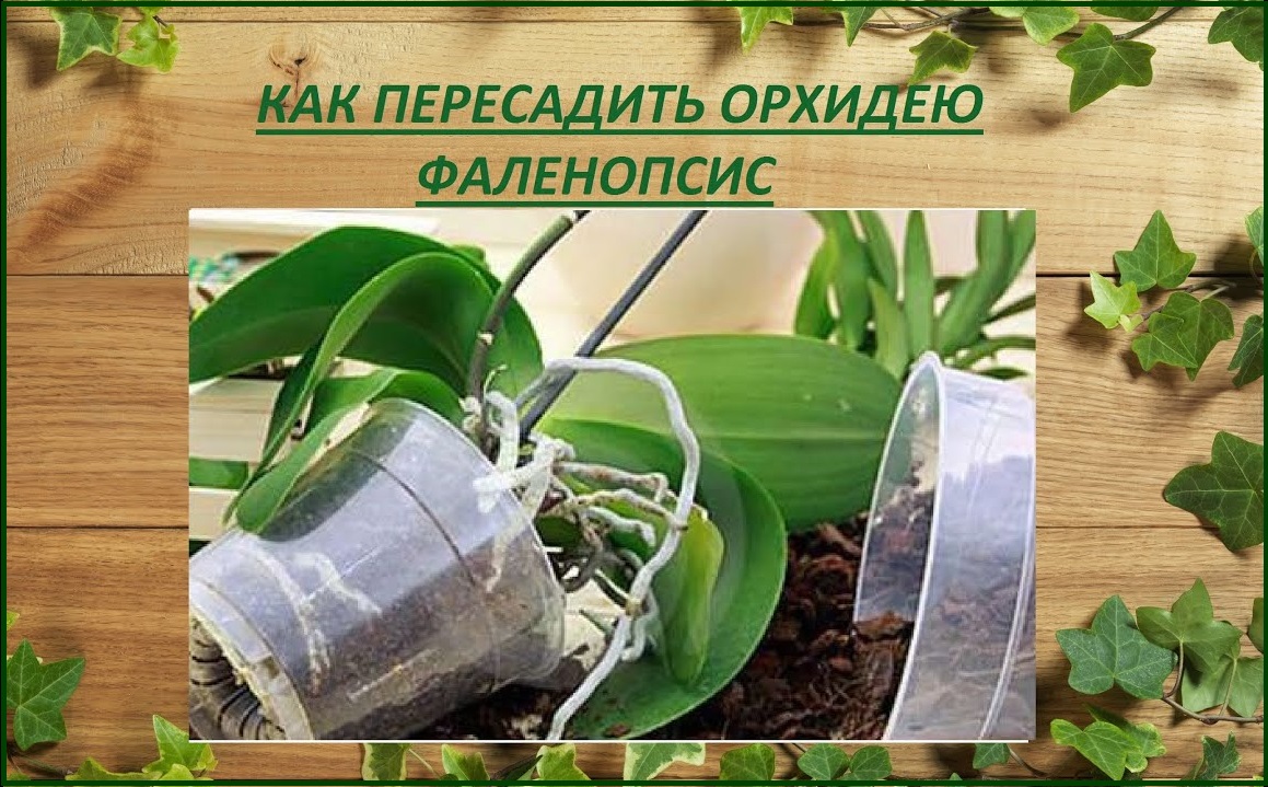 Пересадка орхидеи Фаленопсис