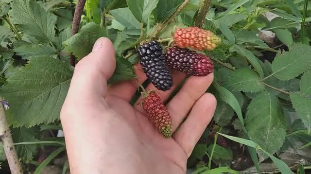 Ежевика Карака Блэк. первые ягоды. Blackberry Karaka Black. first berries.