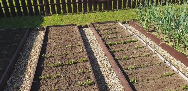 Подкормка свеклы после всходов