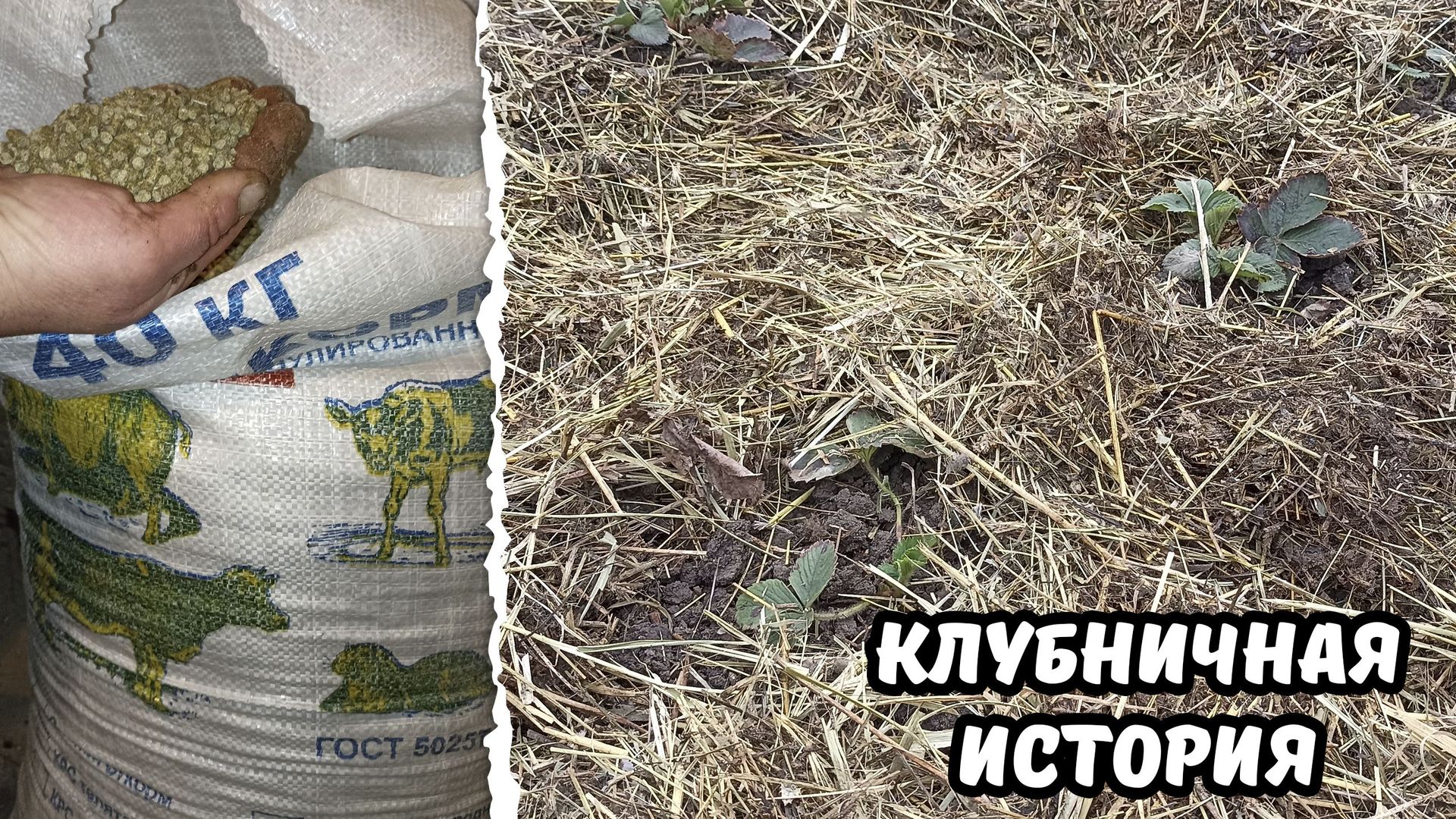 Чем я кормлю нутрий ( добавки в кашу) / Клубничная поляна