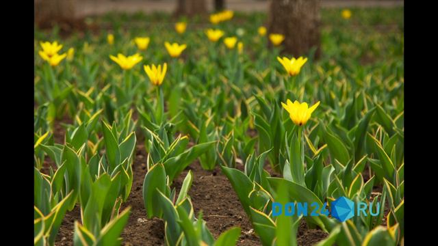 В РОСТОВЕ ВОЦАРИЛАСЬ ВЕСНА: ЛУЧШИЕ КАДРЫ ИА «ДОН 24» ЗА НЕДЕЛЮ