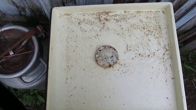 обработка пчел в июне от клеща Варроа пихтовым маслом в 12 рамочном Дадане ( обновление 17.06.2022 )