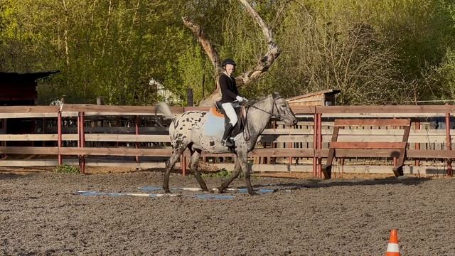 КСК Лосиный остров. Соревнования по выездке