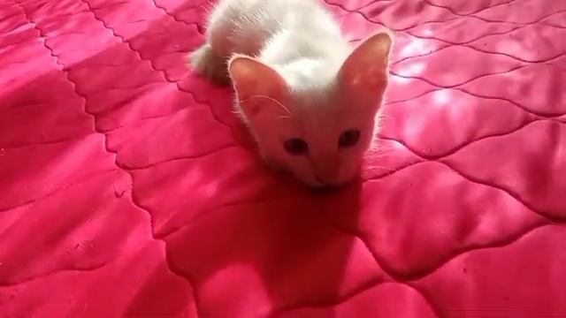 Котенок нежится на солнышке