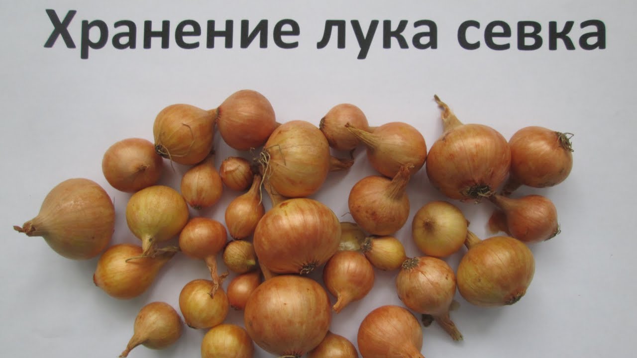 Хранение лука севка