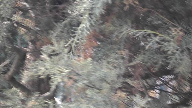 DSCN3935.AVI Краснодар паркСафари парк Галицкого 2021