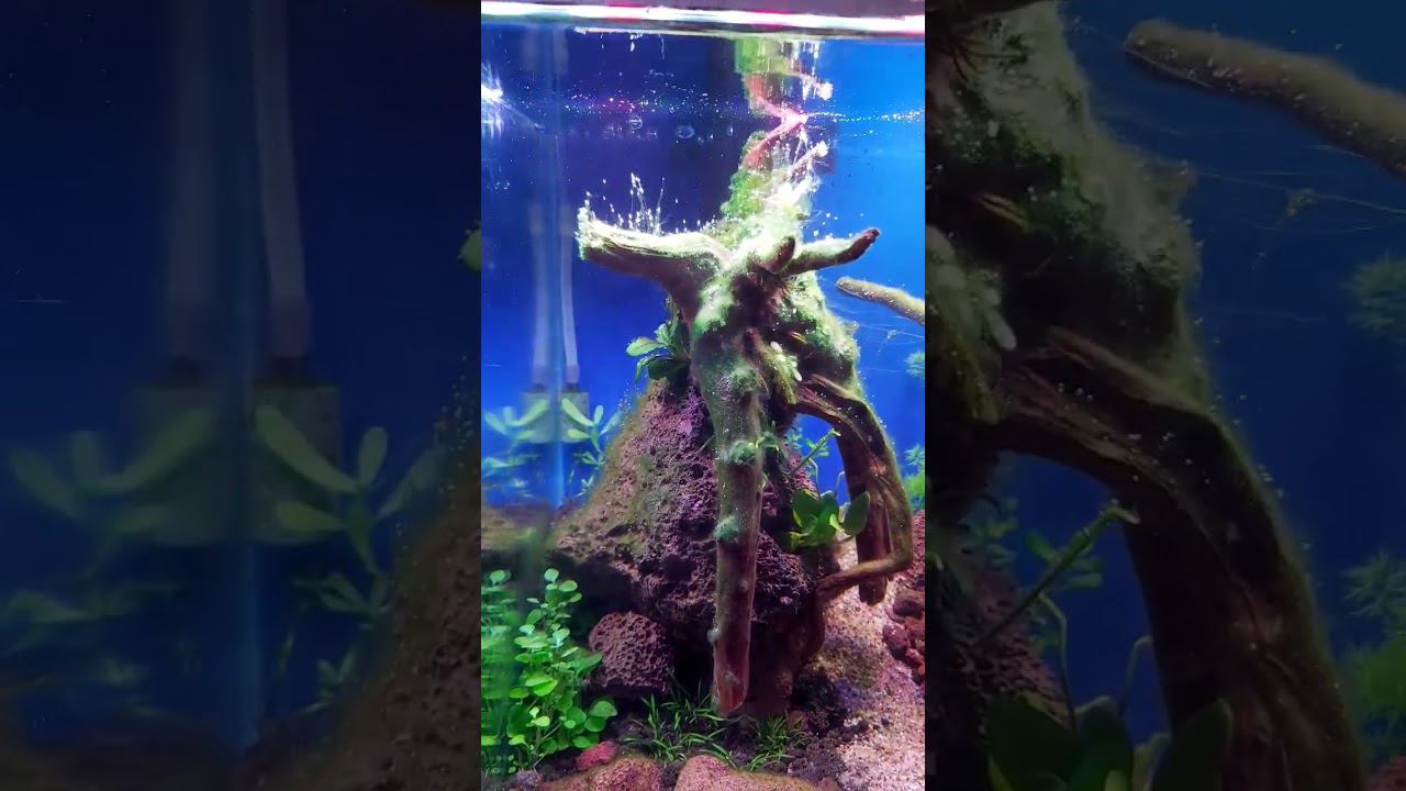 #Аквариум кубик, 2 недели после запуска #аквариумдома #акваскейп #травник