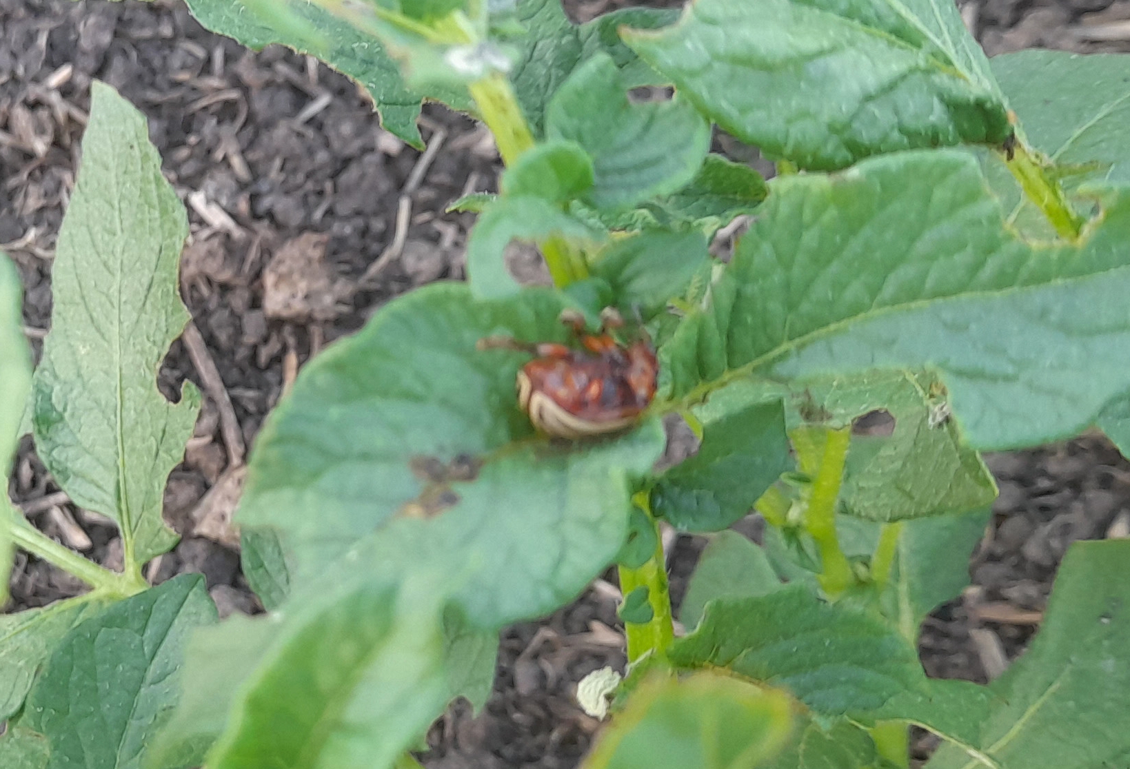 результат обработки картофеля битоксибациллином и фитовермом спустя два дня