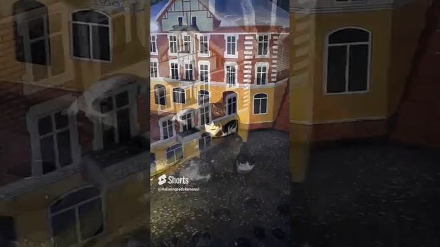 Зеленоградские котики. #зеленоградск#калининградскаяобласть#коты#новыйгод#путешествия