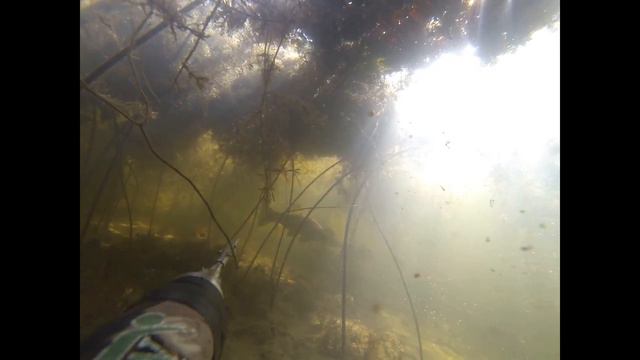 ПОДВОДНАЯ охота в дельте волги