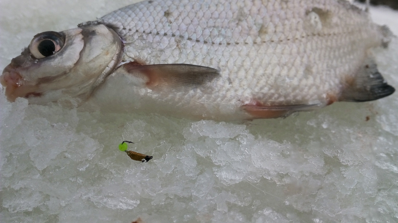 ПОСТАВИЛ ЭТУ безмотылку и ПОНЕСЛОСЬ! Ловля СОПЛИВЫХ, Рыбалка зимой