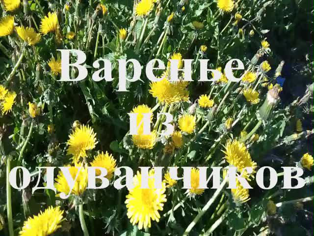 Календарь дачника. Май - Июнь. Варенье из одуванчиков. Вкусняшки готовим сами. Ленивые рецепты.