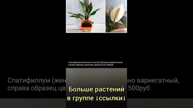 20.06.24 #Растения почтой🌿Липецк🌸Эпипремнумы🌿Спатифиллумы🌸Филодендроны🌿Сингониум🌸Орхидея