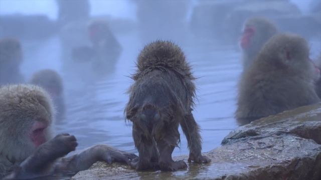 Единственный в мире горячий источник, где купаются снежные обезьяны ?♨️ Долина ада, Япония