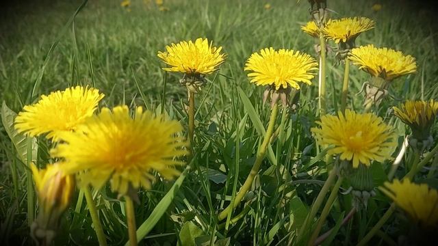 Весенние цветы!!!