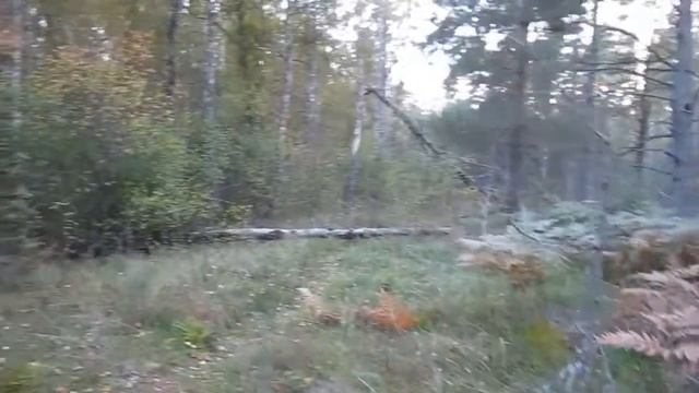 Тихая охота в районе деревни Кобона.