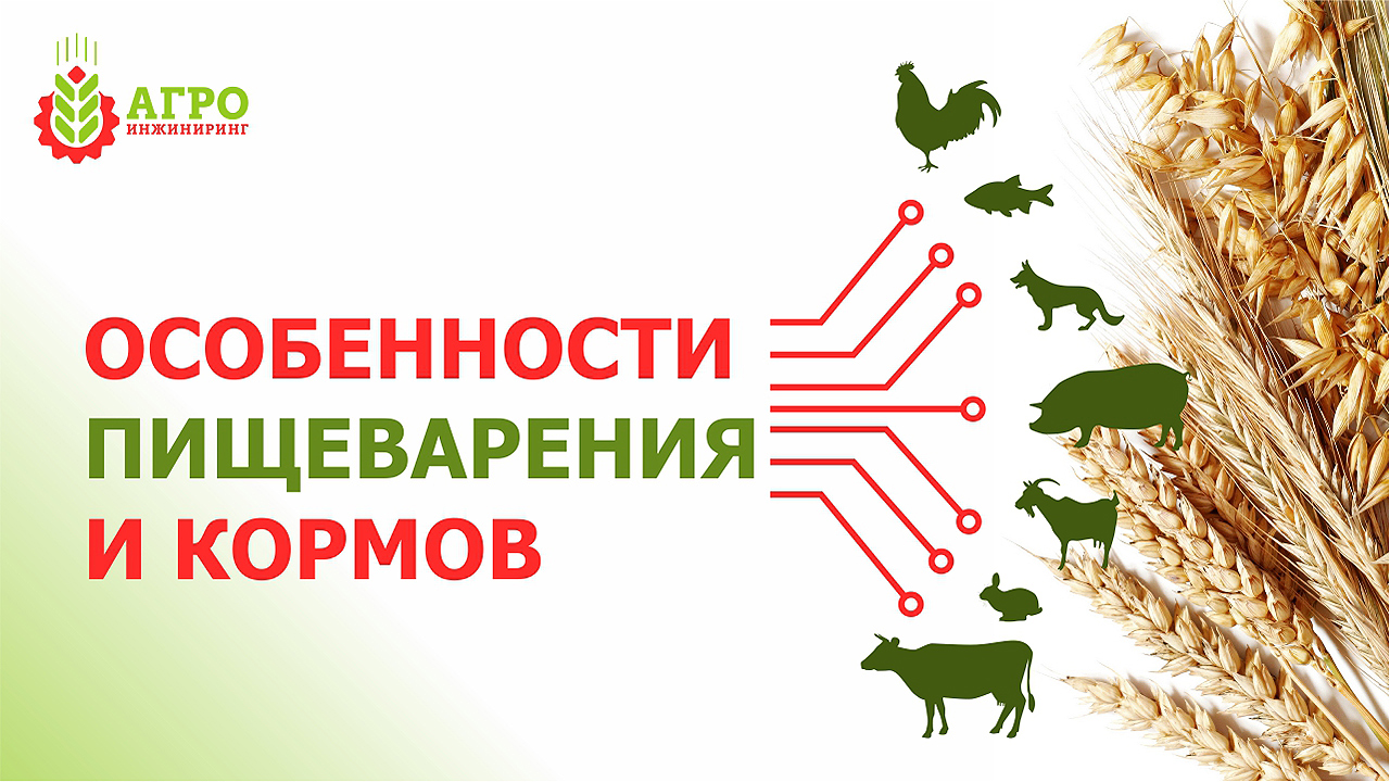 Работа пищеварительной системы у животных, птиц и рыб. Виды систем пищеварения.