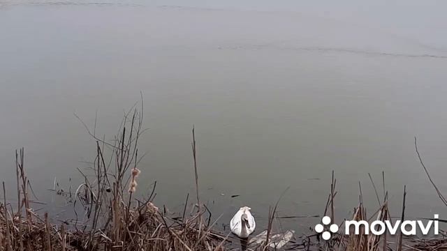 16-17 марта. Еще дорожки. Барбекю. Лебедь. Цветы. Поставили бордюр. Высадили тюльпаны..mp4