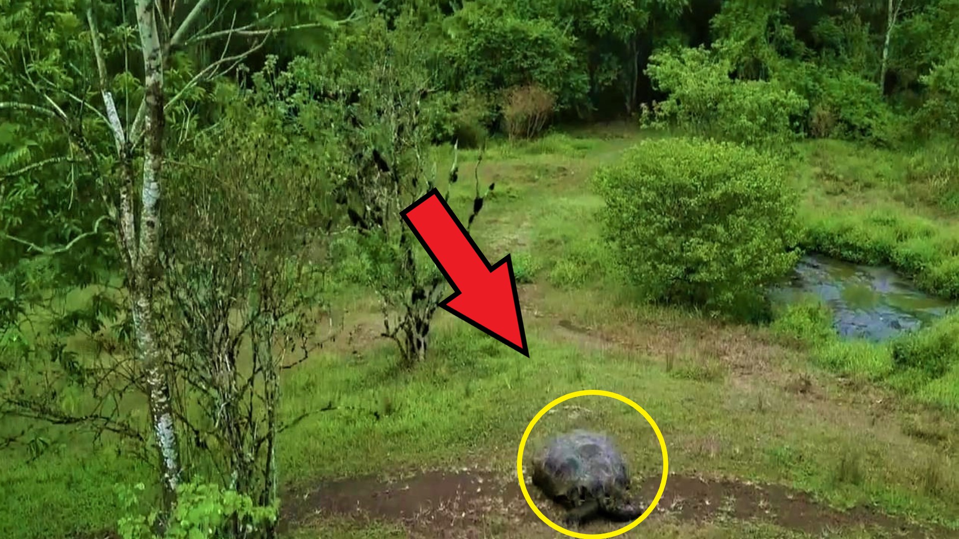 Восставший из МЁРТВЫХ! Туристы с помощью дрона нашли СУЩЕСТВО которое исчезло 115 лет назад!