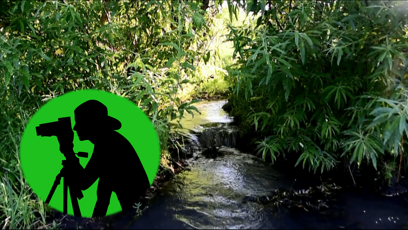 У лесного ручья / Звонкое журчание воды и прекрасное пение птиц для крепкого сна, отдыха и медитации