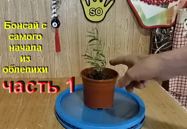 1.Как размножить облепиху 22. 02. 19 г.  Часть   1 How to propagate sea buckthorn.