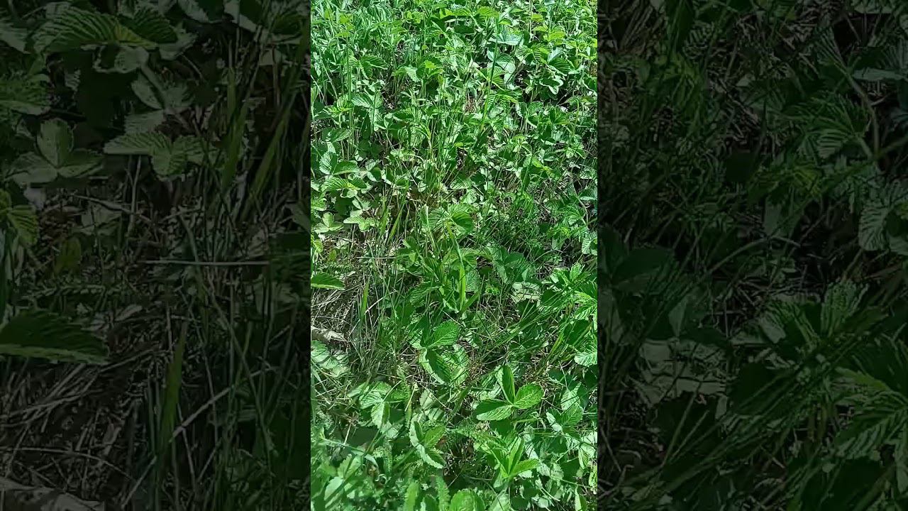 Земляника лесная. #травы #сбортрав #земляника