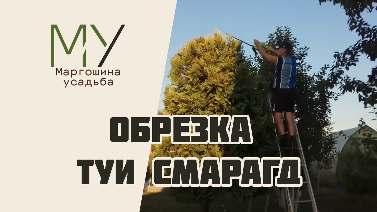 Обрезка туи смарагд