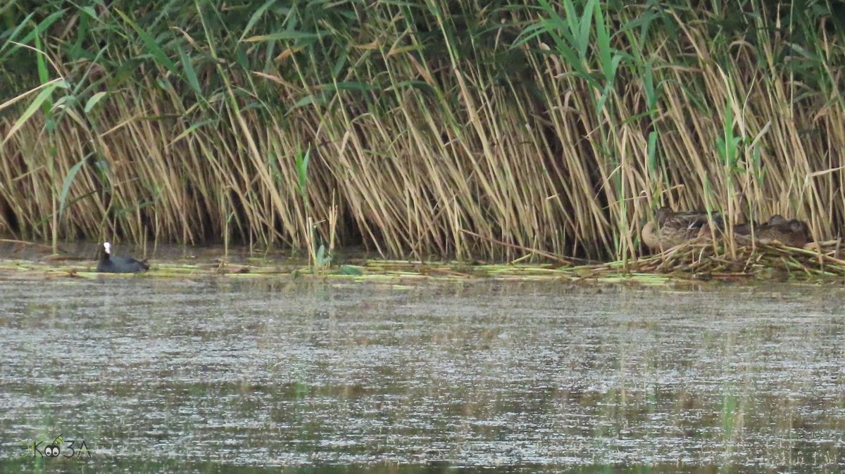 Утки заняли гнездо лысух. Появление волчка