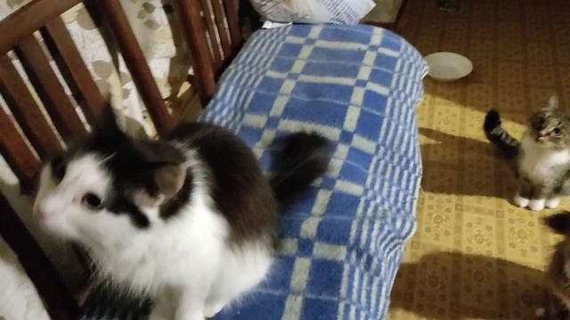 Кошки нарушили правила.mp4