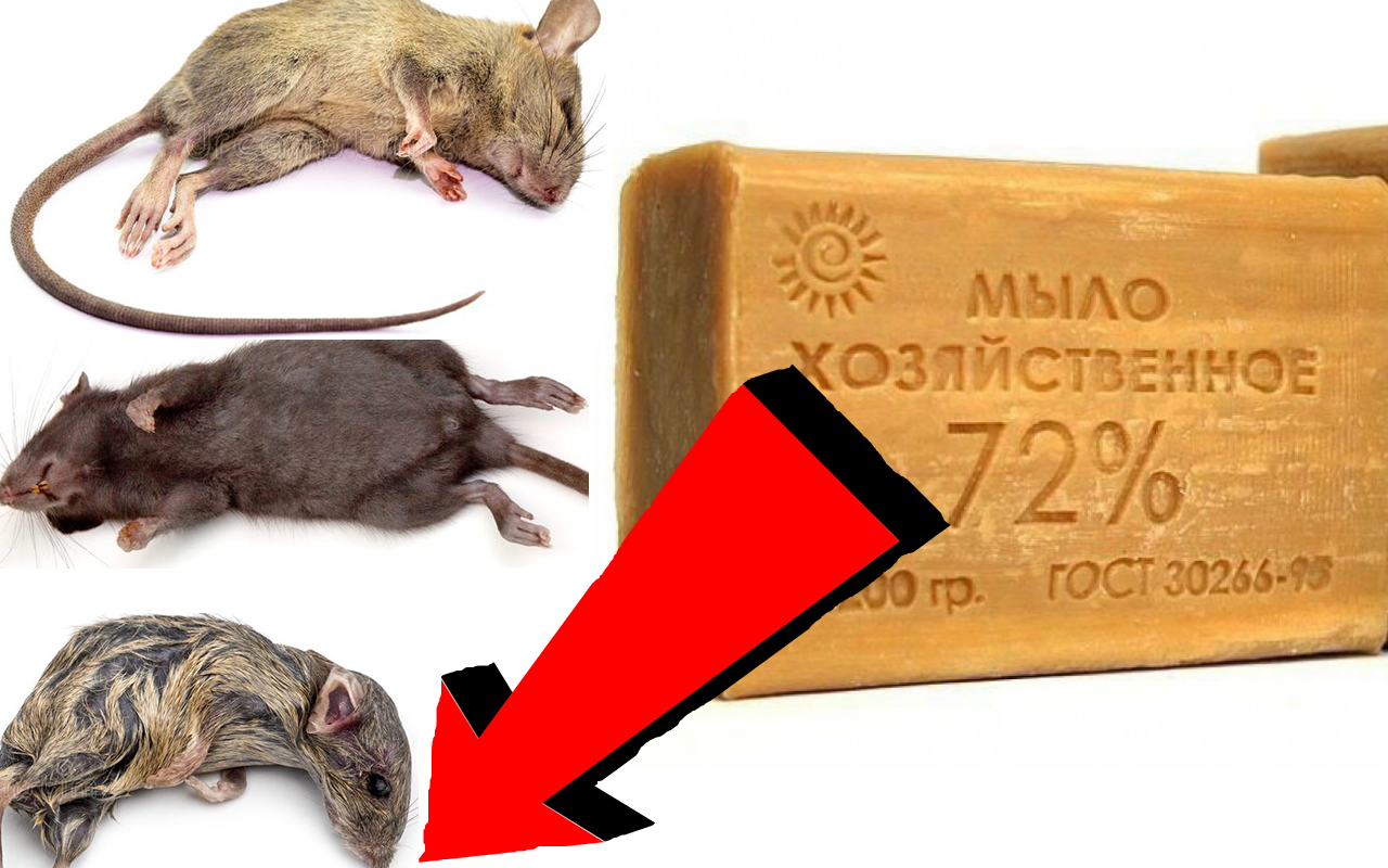 Как быстро избавиться от мышей За 3 Секунды!!!......