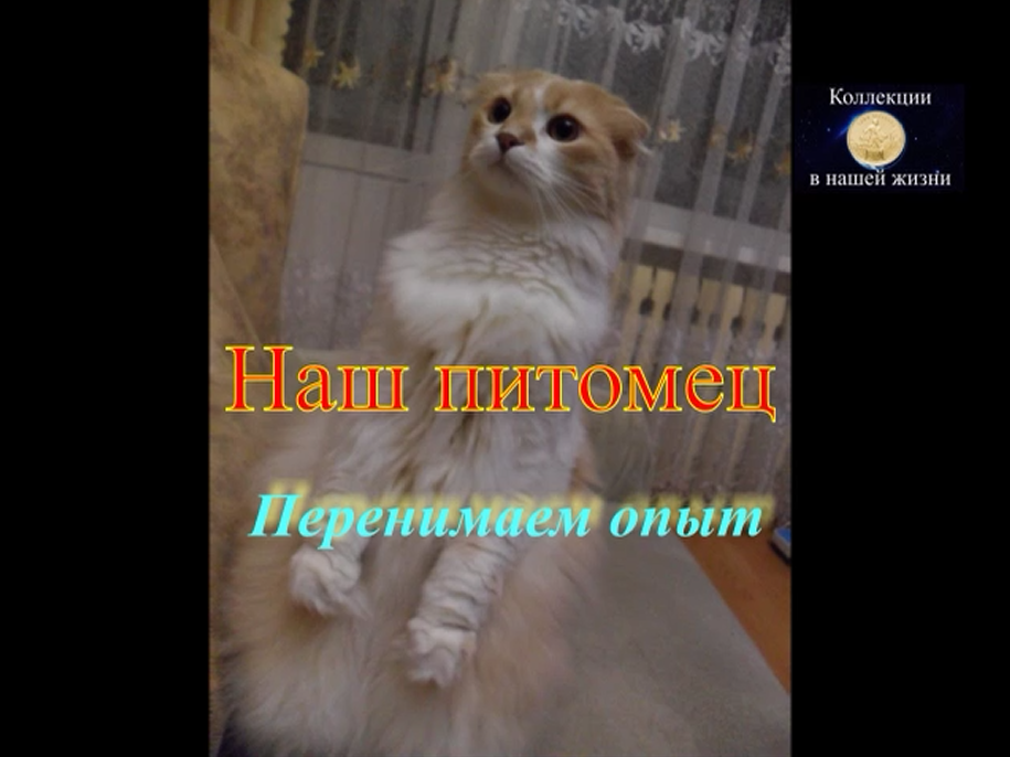 Наш питомец часть 2.mov