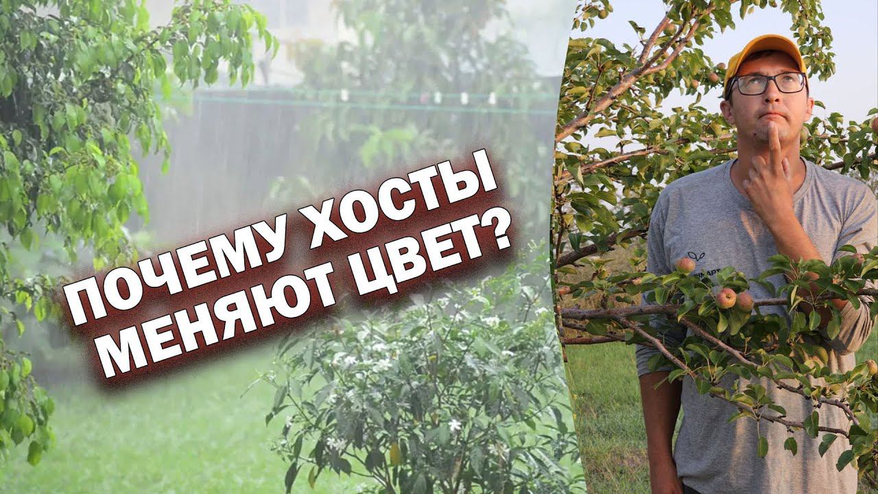 Почему хоста меняет цвет? #хоста #советысадоводам #советыогородникам
