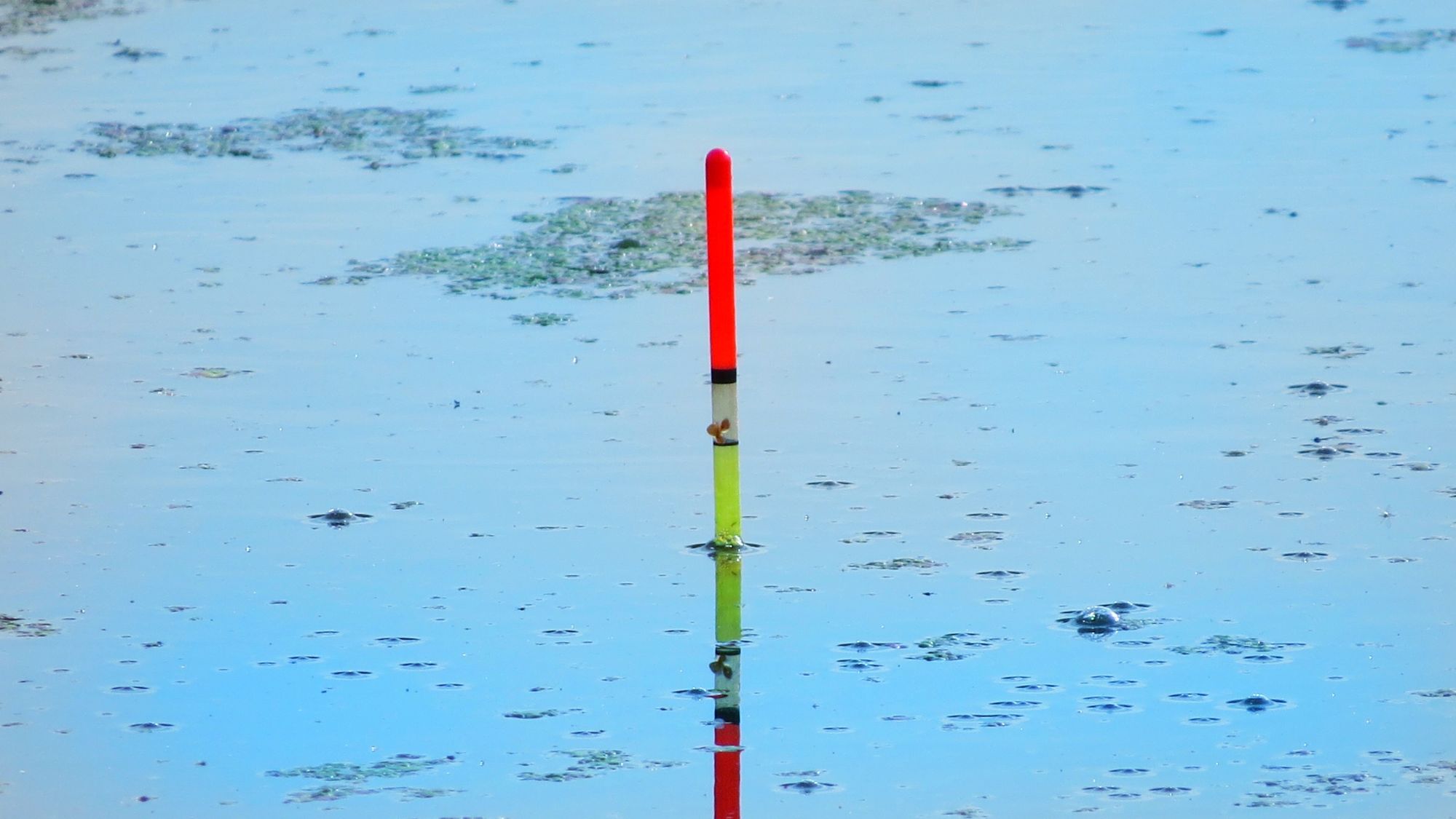 ЛОВЛЯ КАРАСЯ В ИЮЛЕ Рыбалка на поплавочную удочку Поклевки карася на поплавок